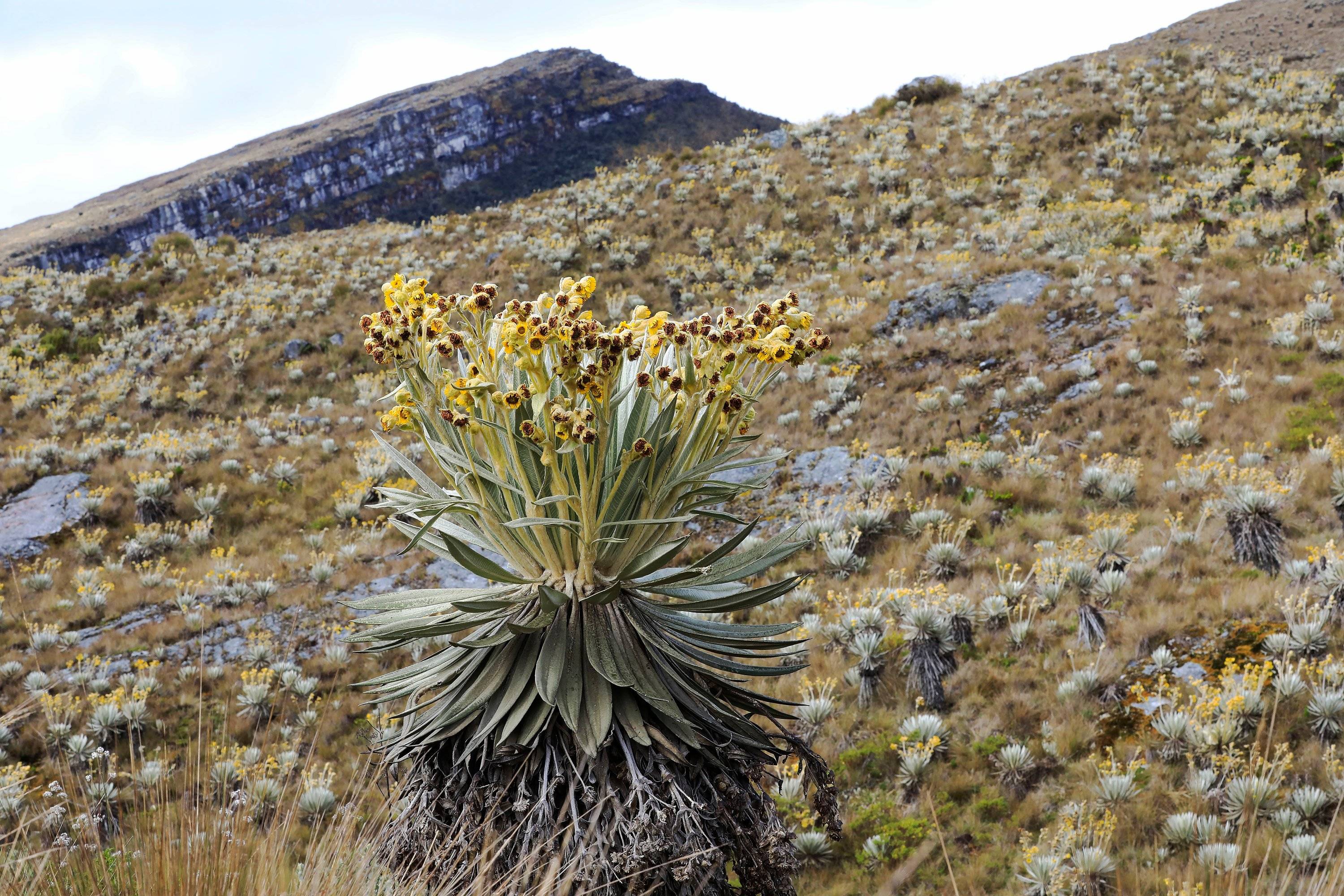 ¿En dónde se encuentran los páramos de Colombia?