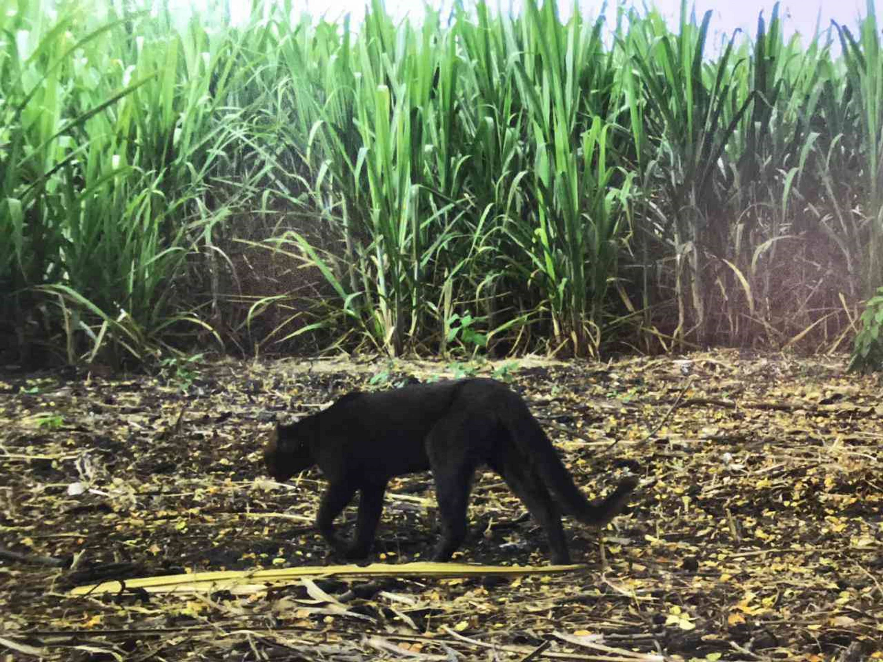 Cuarentena y coronavirus: animales que se han visto en Cali