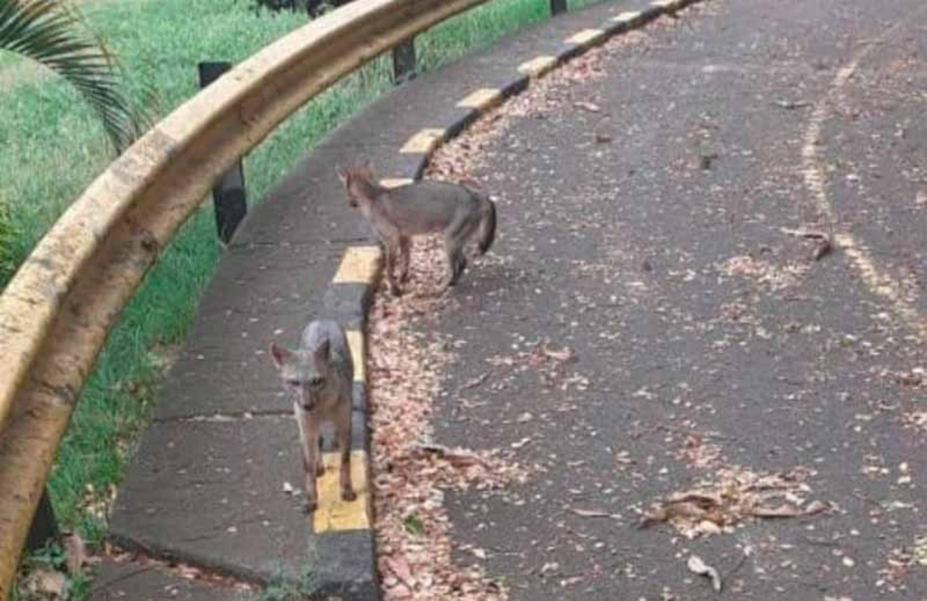 Cuarentena y coronavirus: animales que se han visto en Cali