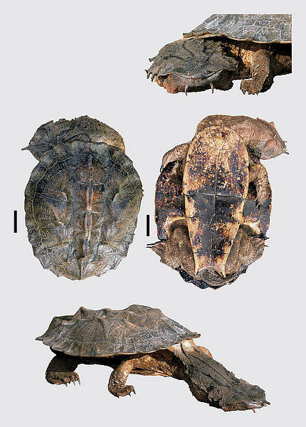 Reconocen nueva especie de tortuga matamata
