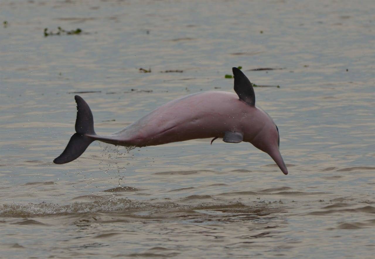 Delfines rosados del Amazonas están en peligro por el cambio climático