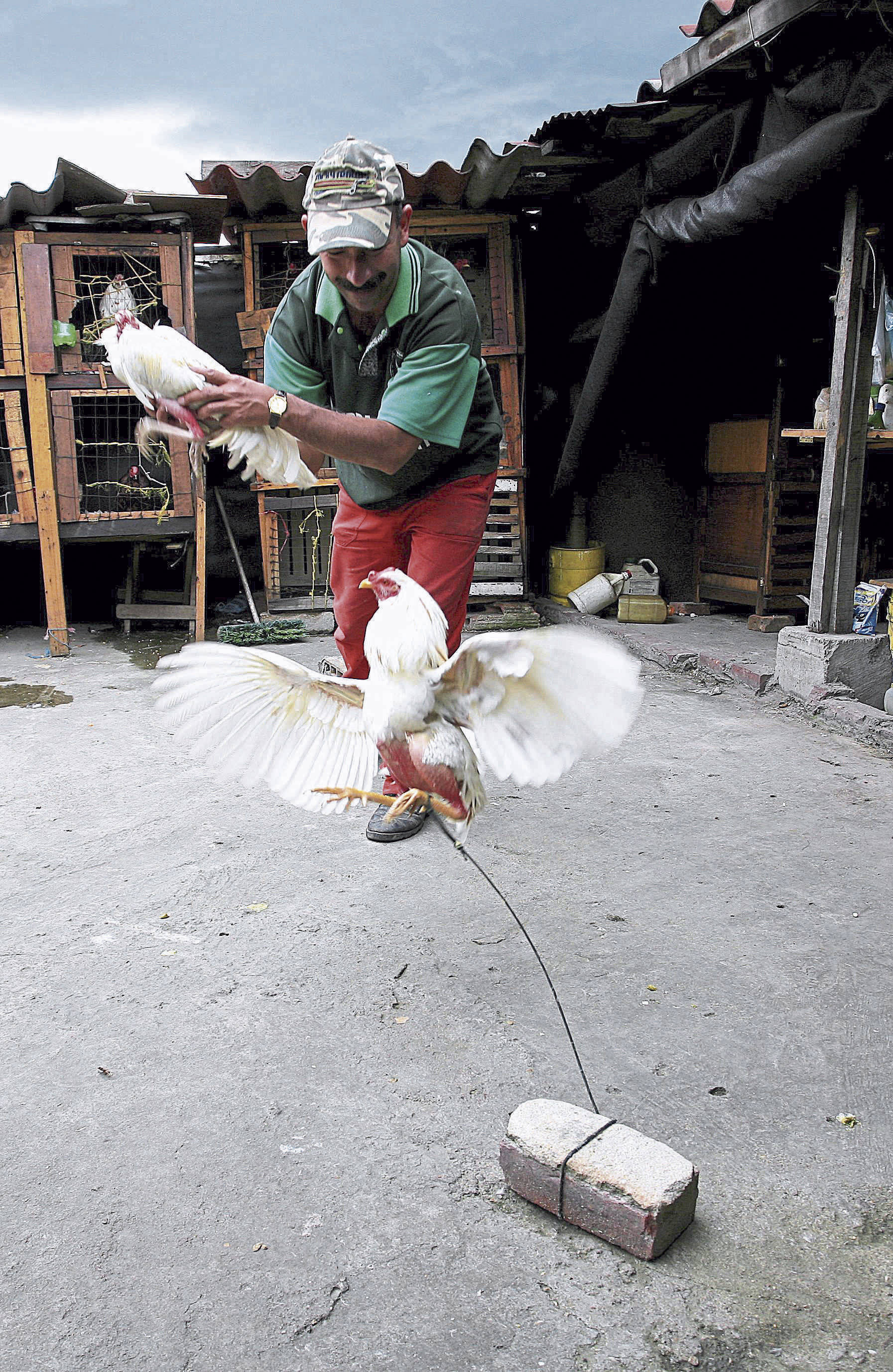 ¿Qué significa la expresión mamar gallo y de dónde viene?