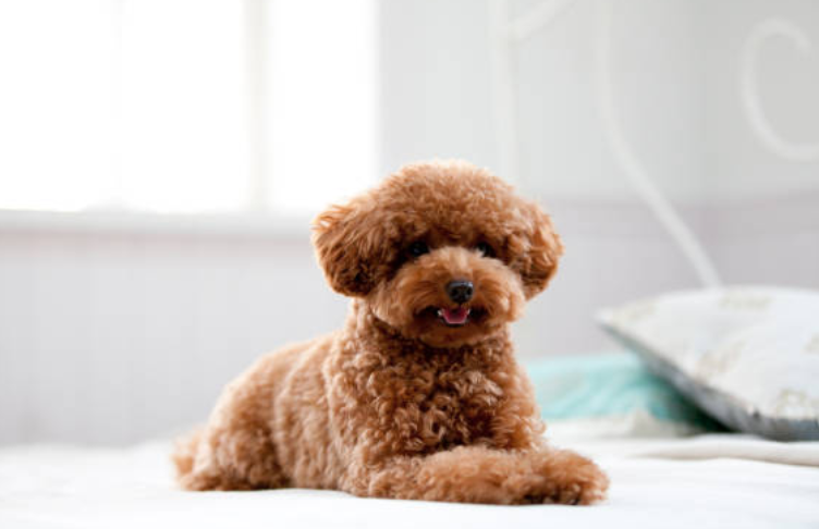 ¿Cuáles son las razas de perros más fáciles de adiestrar?