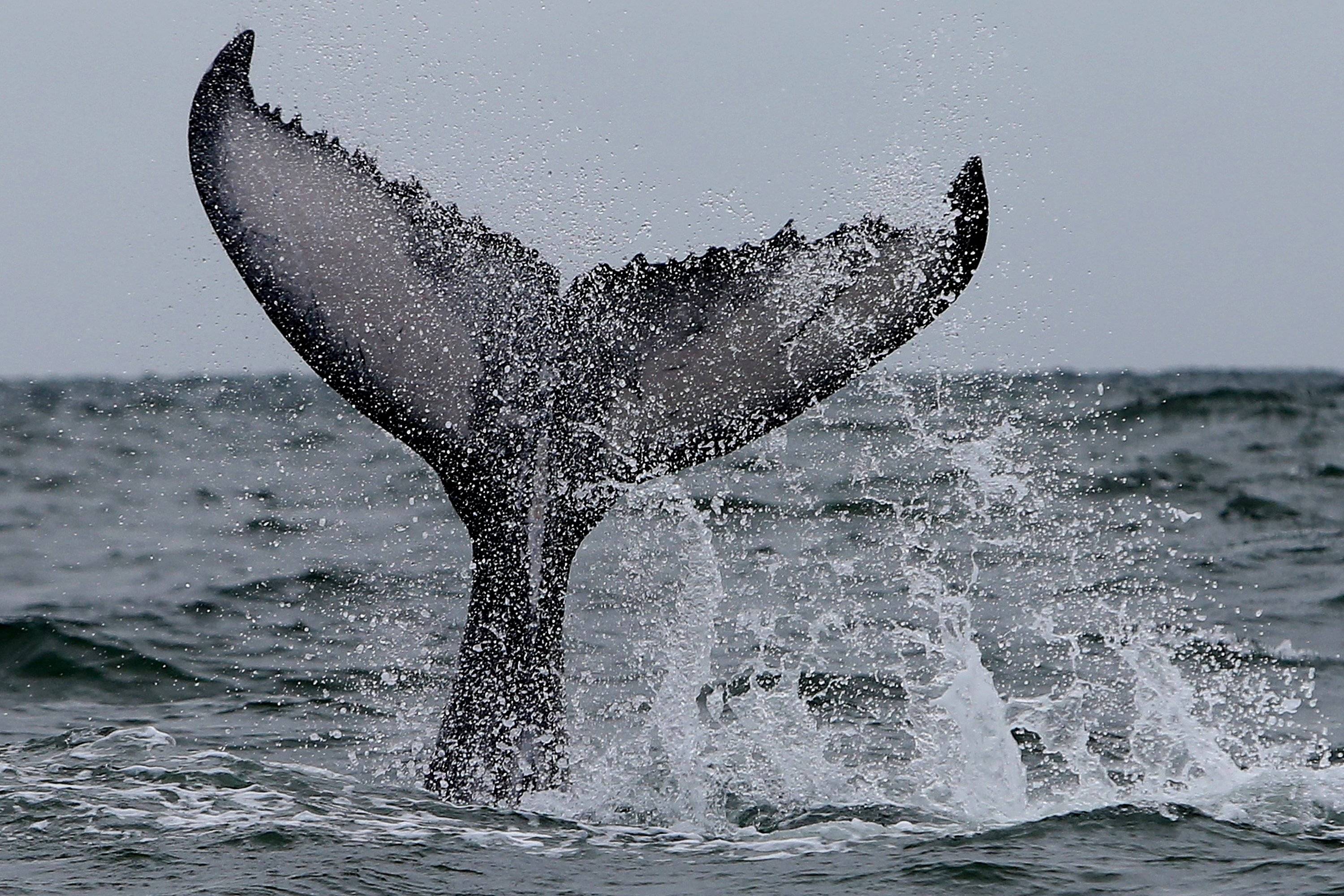 Ballenas: la razón científica por la que explotan al morirse