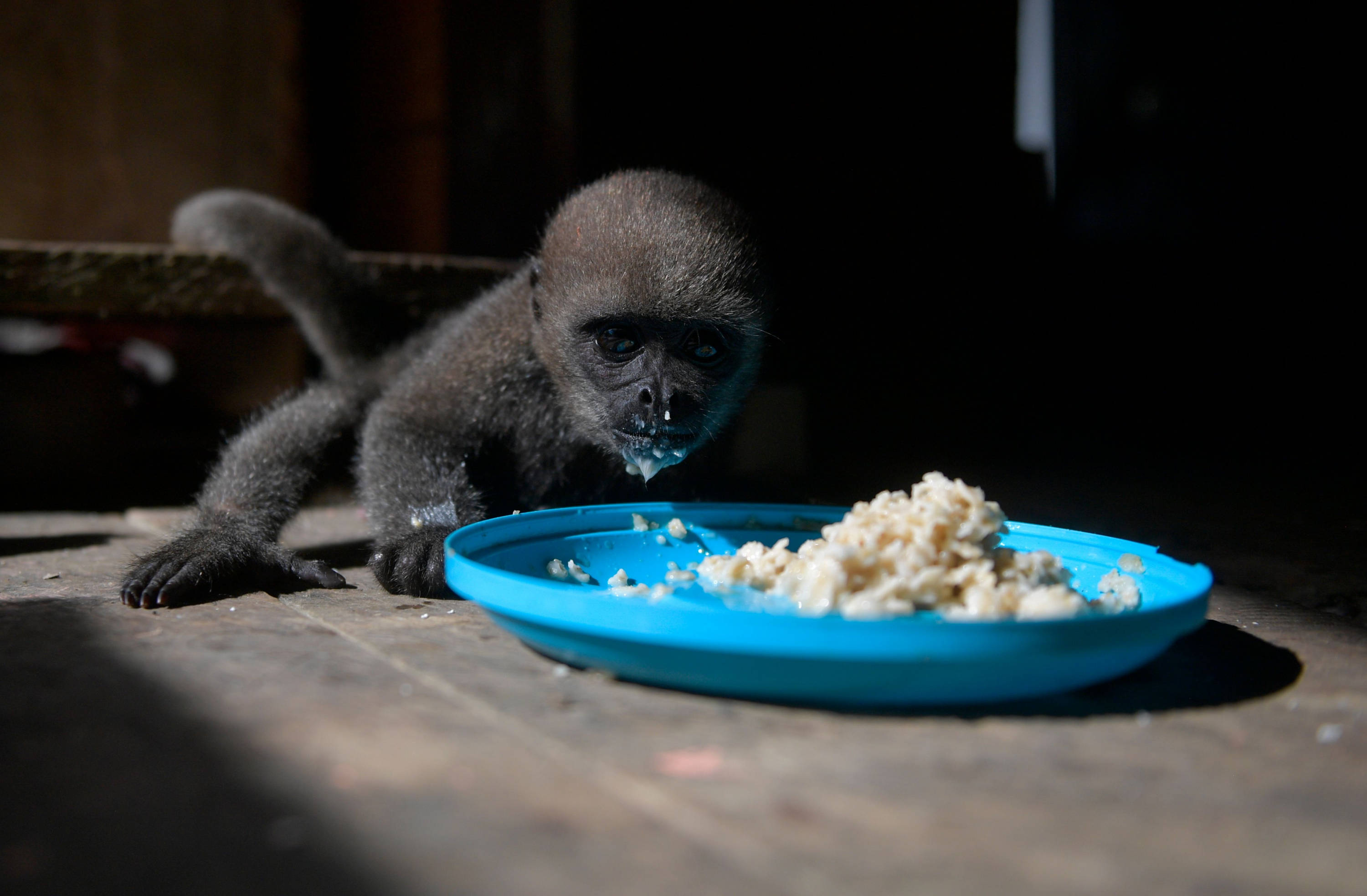 El indígena que protege a los monos huérfanos en la selva amazónica