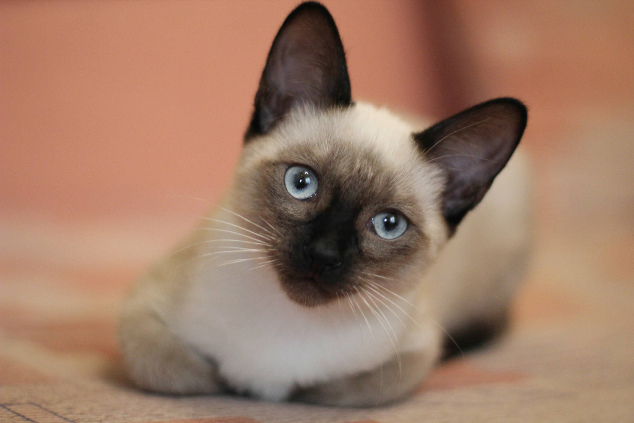 Esta es la razón por la que los gatos siameses cambian de color