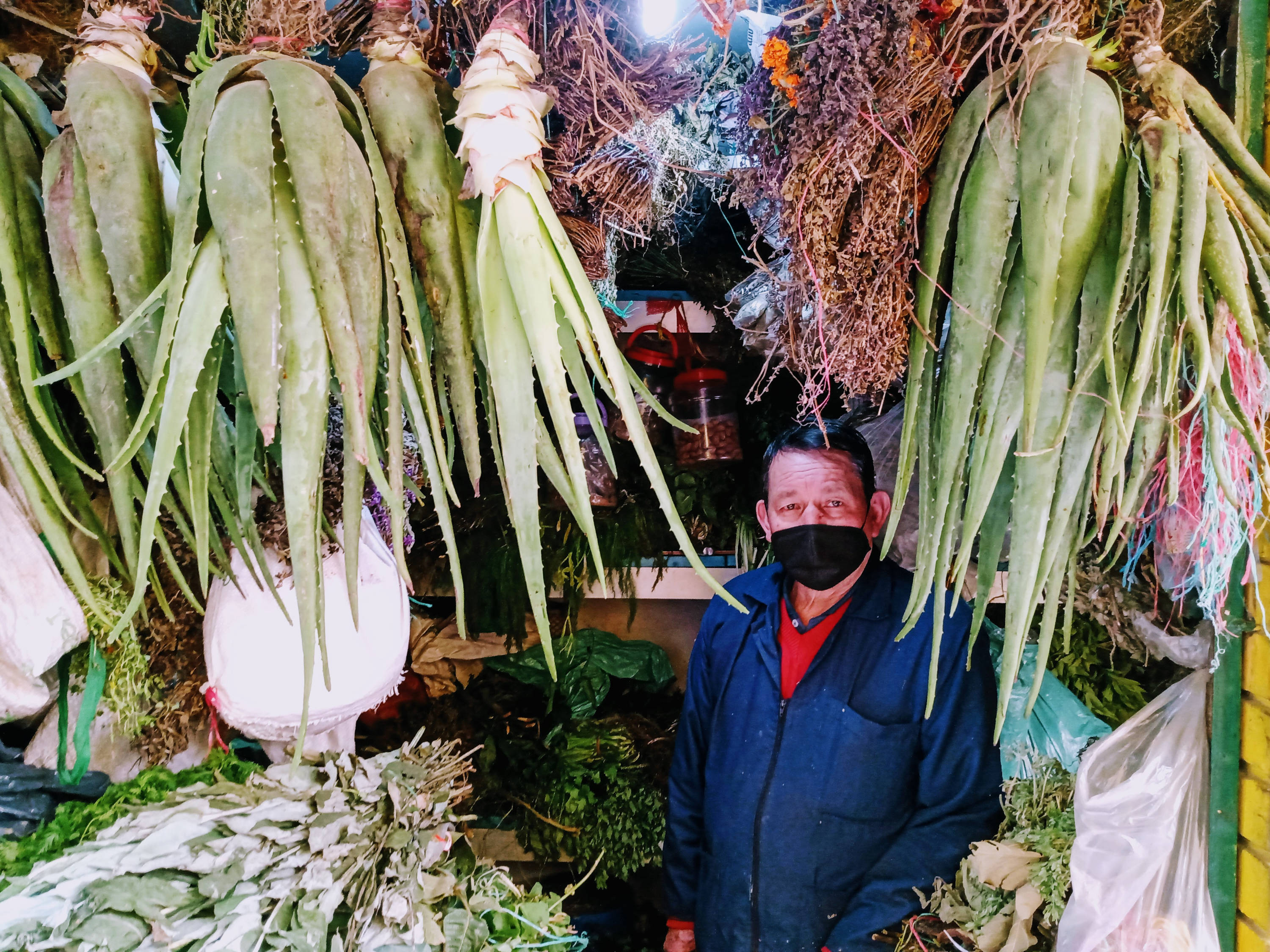 El gurú de las plantas medicinales en el centro de Bogotá