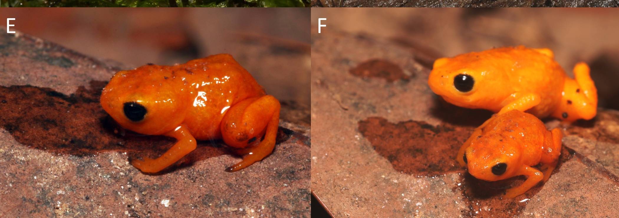 En Brasil descubrieron una nueva especie de sapos