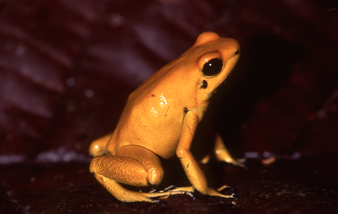 Crónica gráfica: Las más increíbles ranas de Colombia - Revista BOCAS