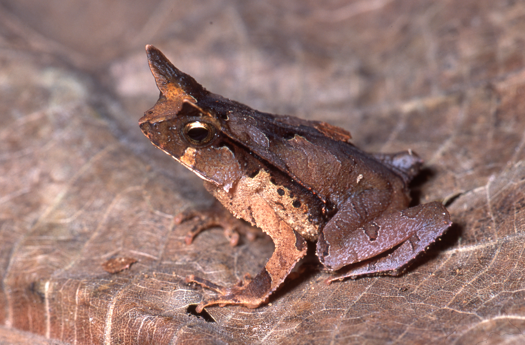 Crónica gráfica: Las más increíbles ranas de Colombia - Revista BOCAS