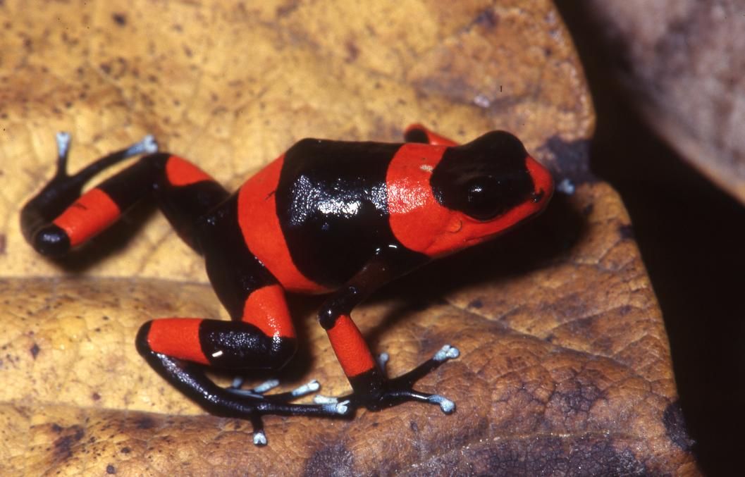 Crónica gráfica: Las más increíbles ranas de Colombia - Revista BOCAS