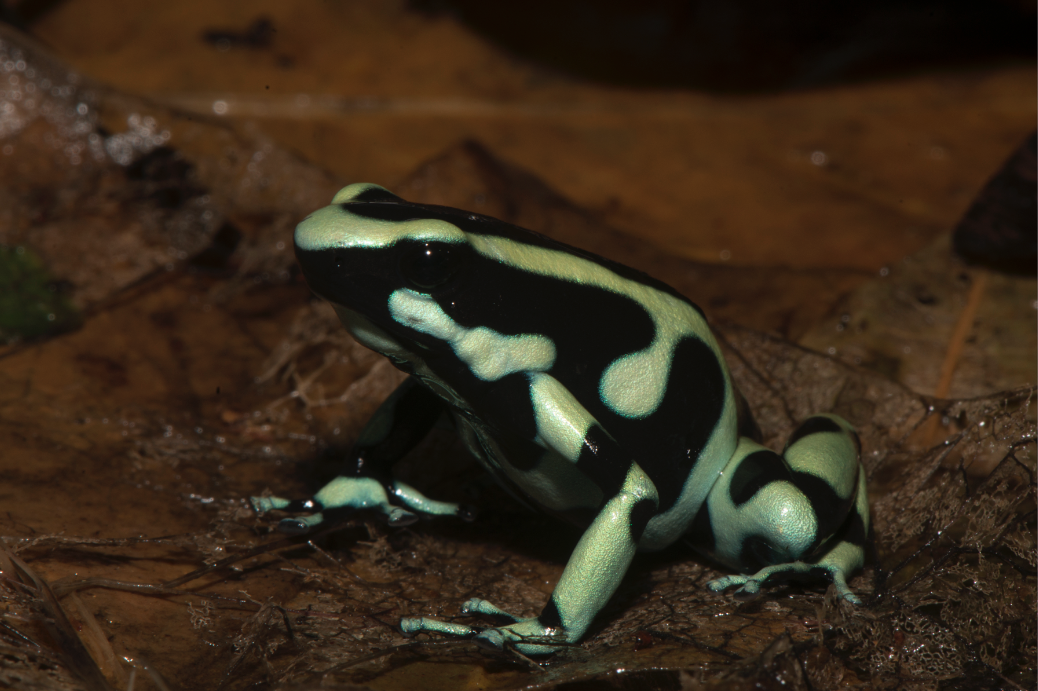 Crónica gráfica: Las más increíbles ranas de Colombia - Revista BOCAS