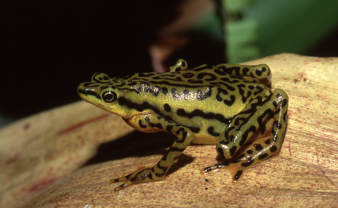 Crónica gráfica: Las más increíbles ranas de Colombia - Revista BOCAS