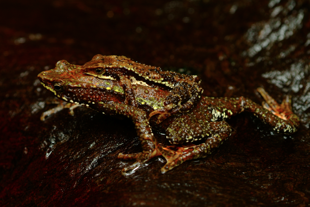 Crónica gráfica: Las más increíbles ranas de Colombia - Revista BOCAS