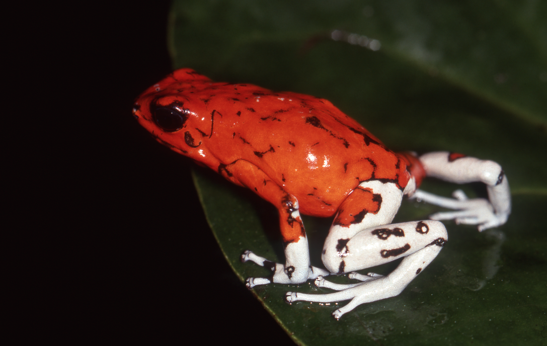 Crónica gráfica: Las más increíbles ranas de Colombia - Revista BOCAS