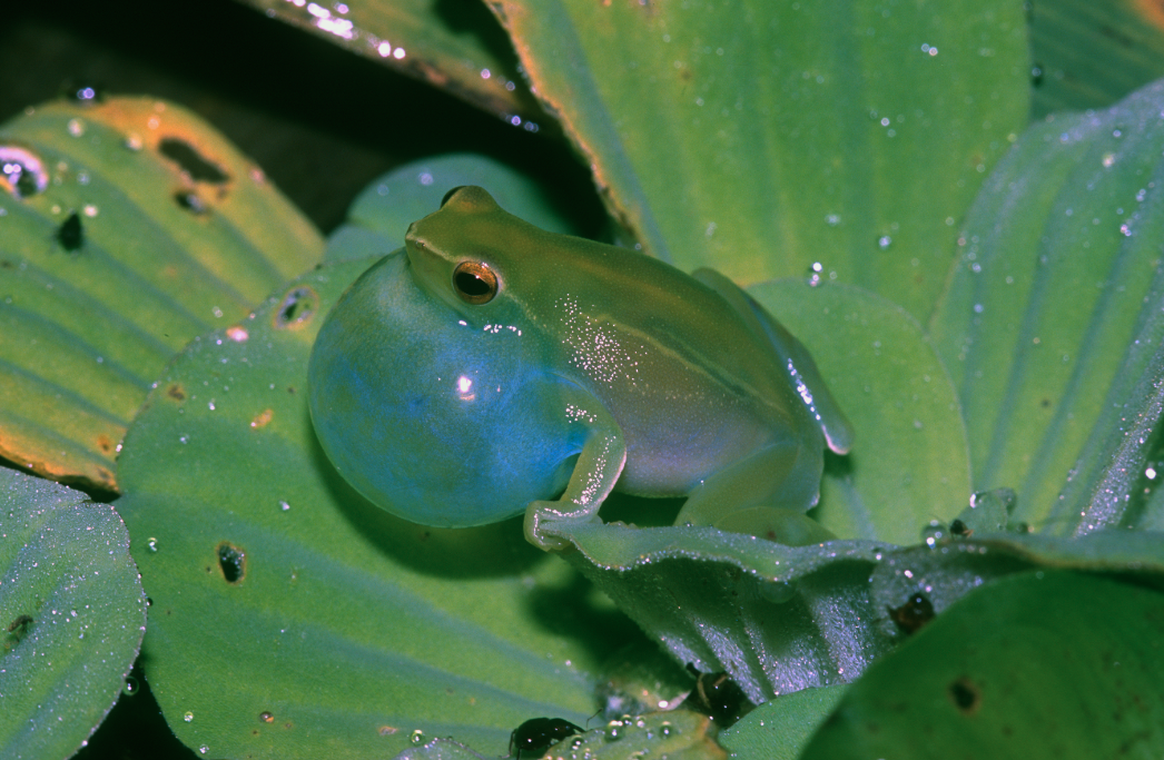 Crónica gráfica: Las más increíbles ranas de Colombia - Revista BOCAS