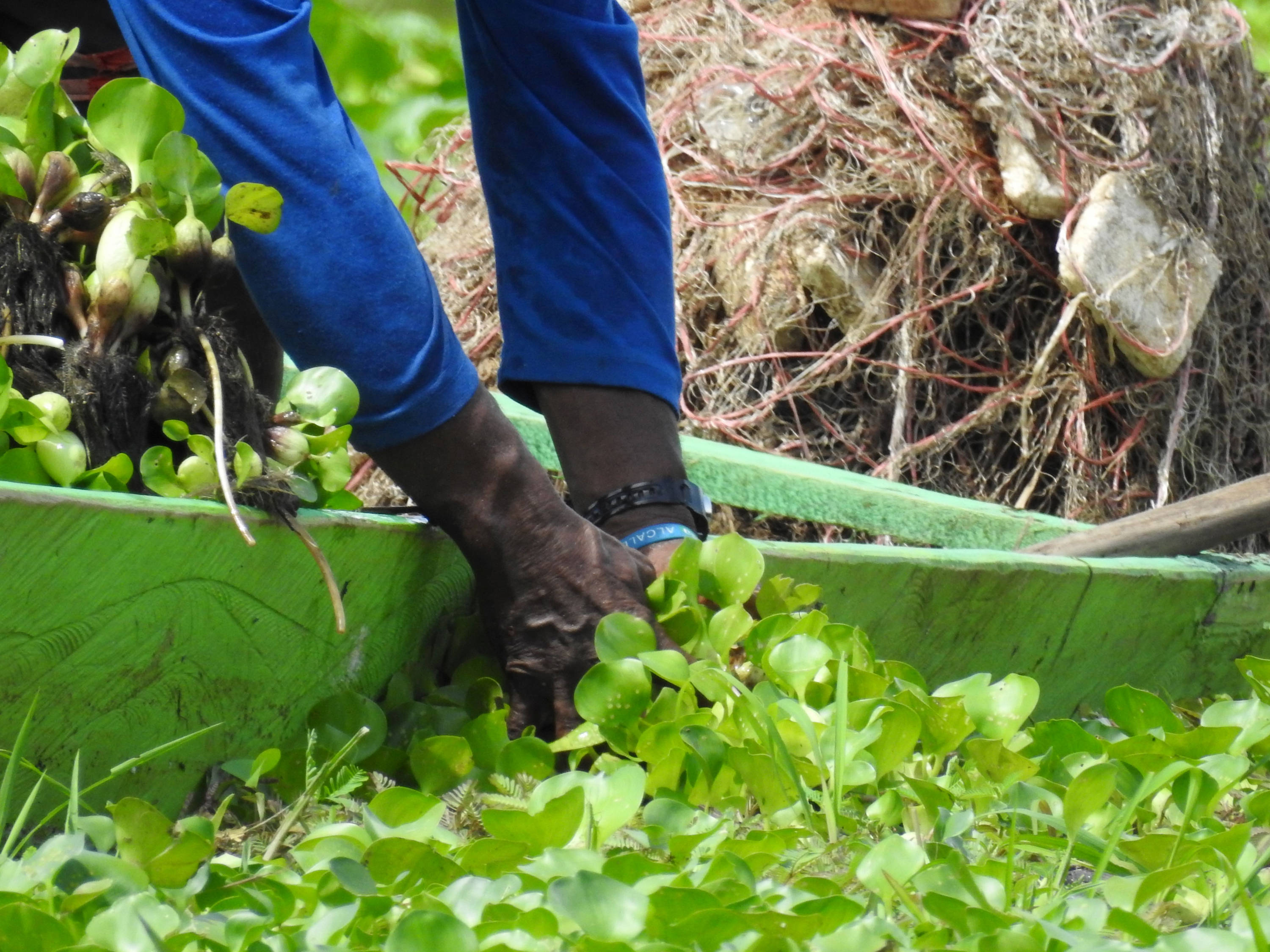 La tarulla transformada en arte en el Cesar