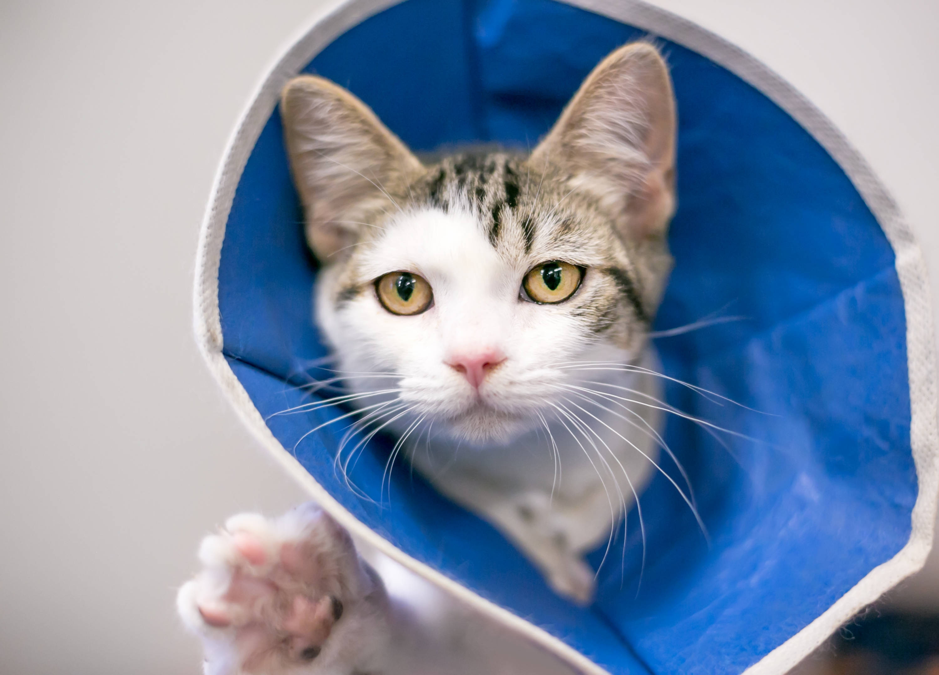 Esteriliza Gratis De Gatos O Perros En Bogotá Requisitos Y Dónde Hacerlo