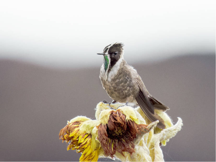 Crónica gráfica: Descubra los bellísimos colibríes de Bogotá