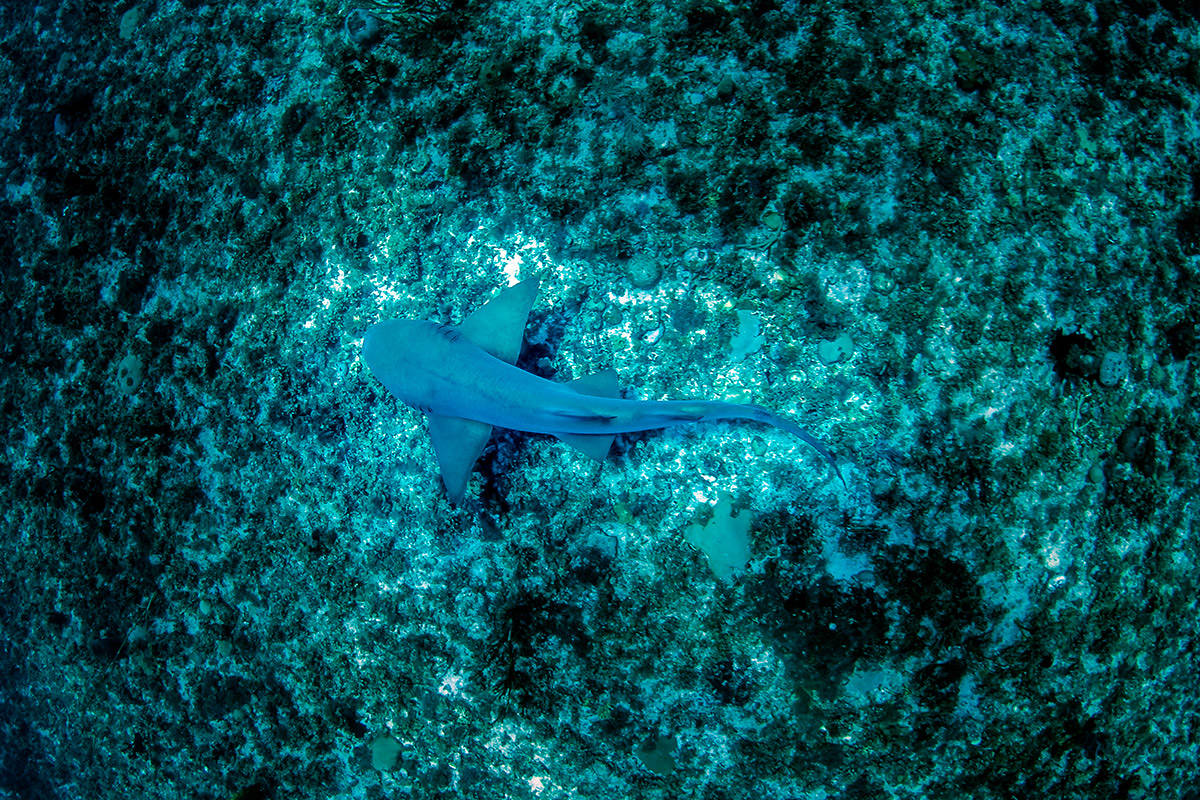 Isla Serrana ¿Cómo es el lugar más lejano de Colombia?