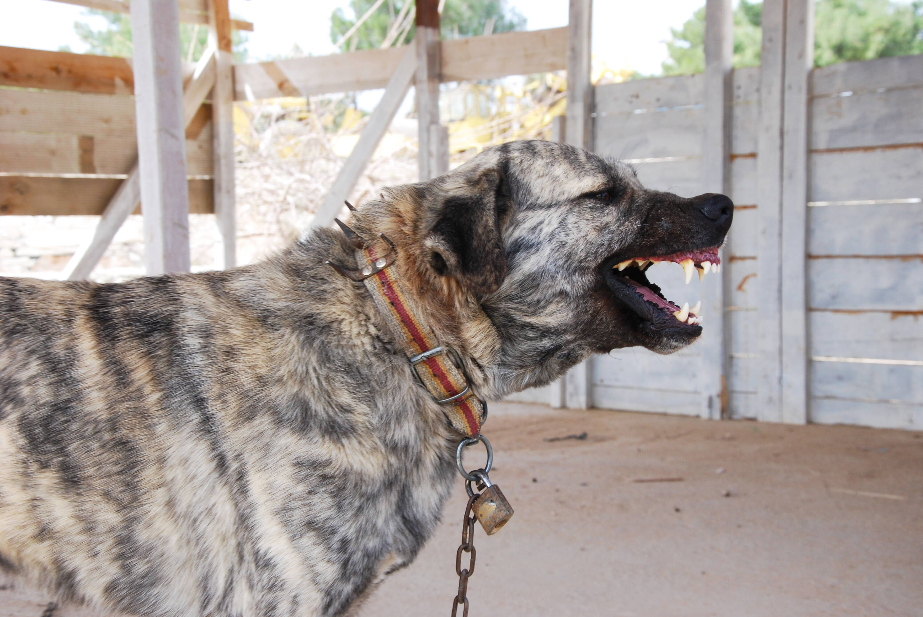 Los perros con la mordida más fuerte de todo el mundo