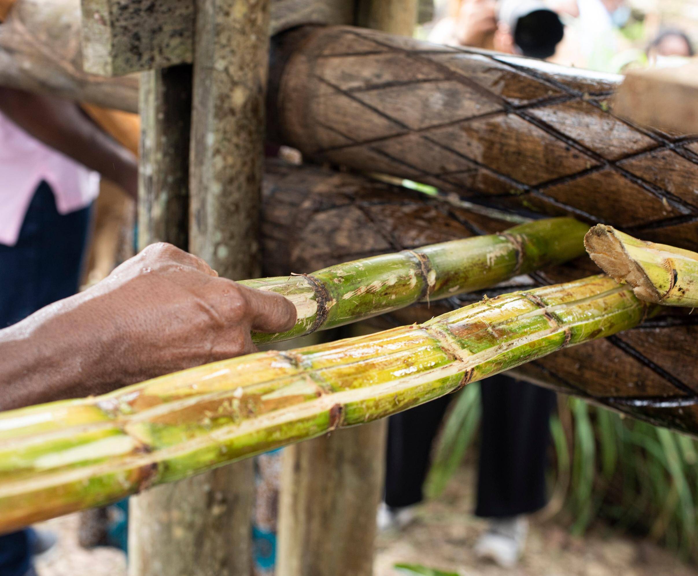 Viche: los secretos de la bebida estrella del Pacífico colombiano