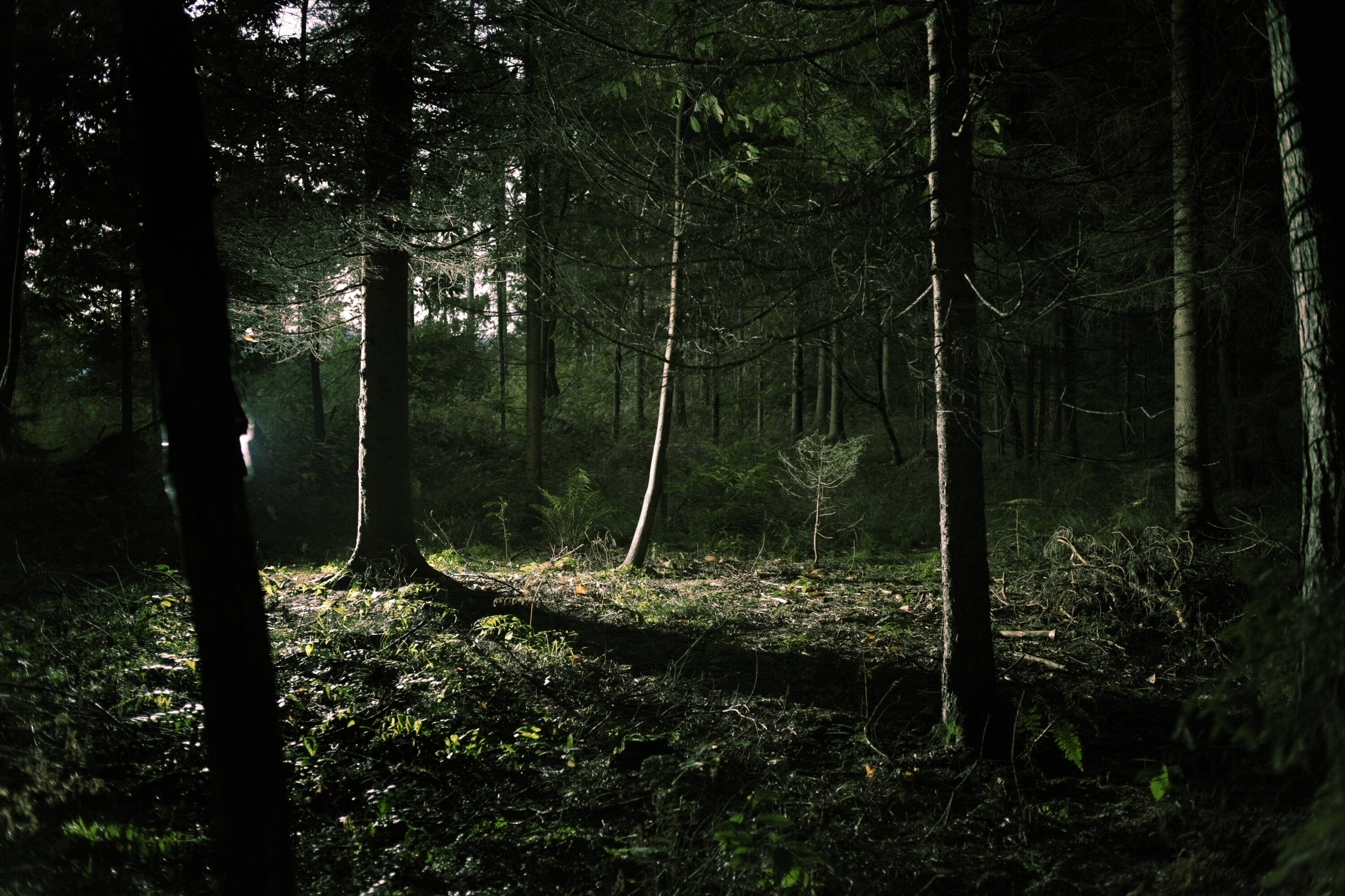 Descubren identidad del homicida de Candy Rogers asesinado en 1959