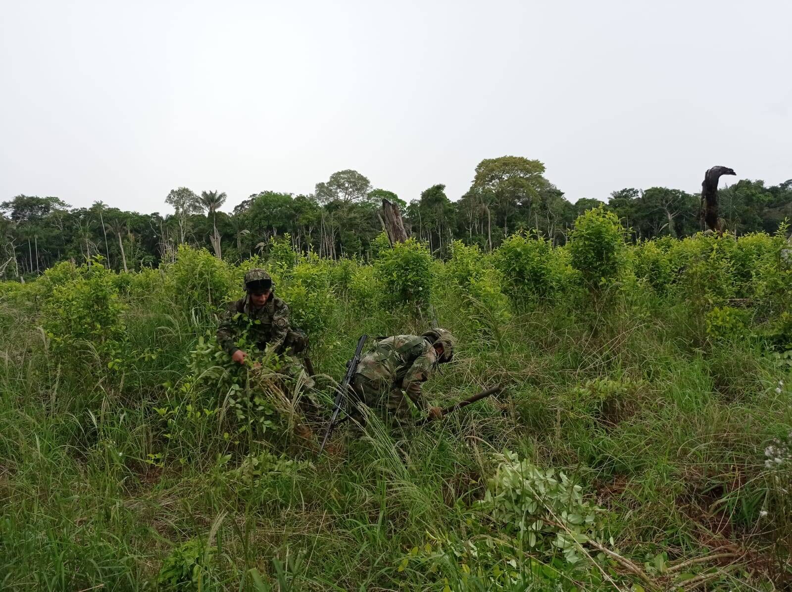 Urgente Producción De Cocaína Pura En Colombia Se Disparó De 1 738