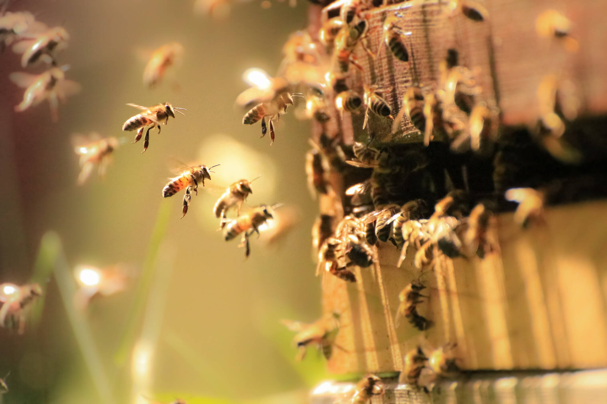 Las abejas y la importancia de este animal para el planeta y la humanidad