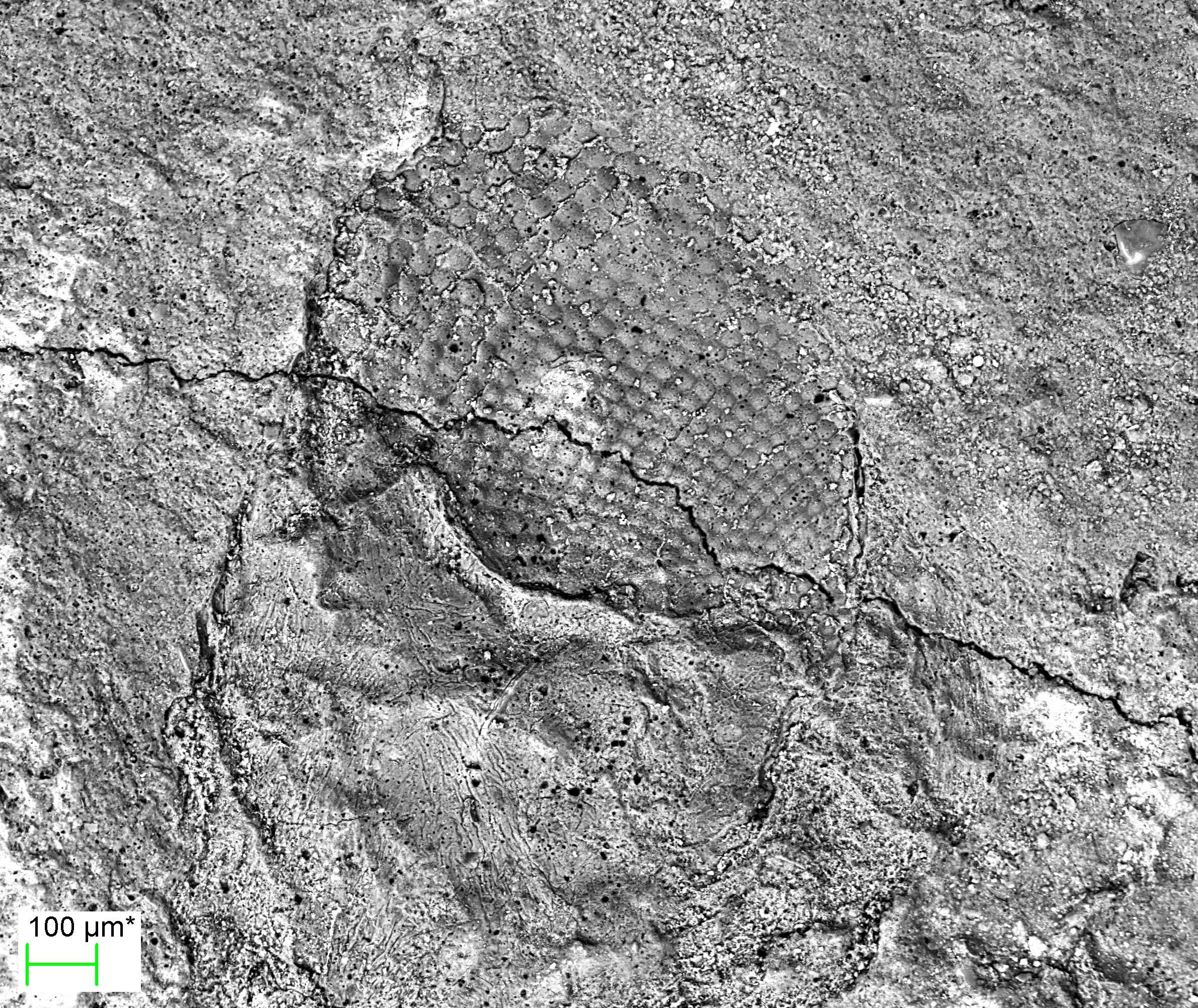 Callichimaera perplexa: así fue la vida de este cangrejo prehistórico
