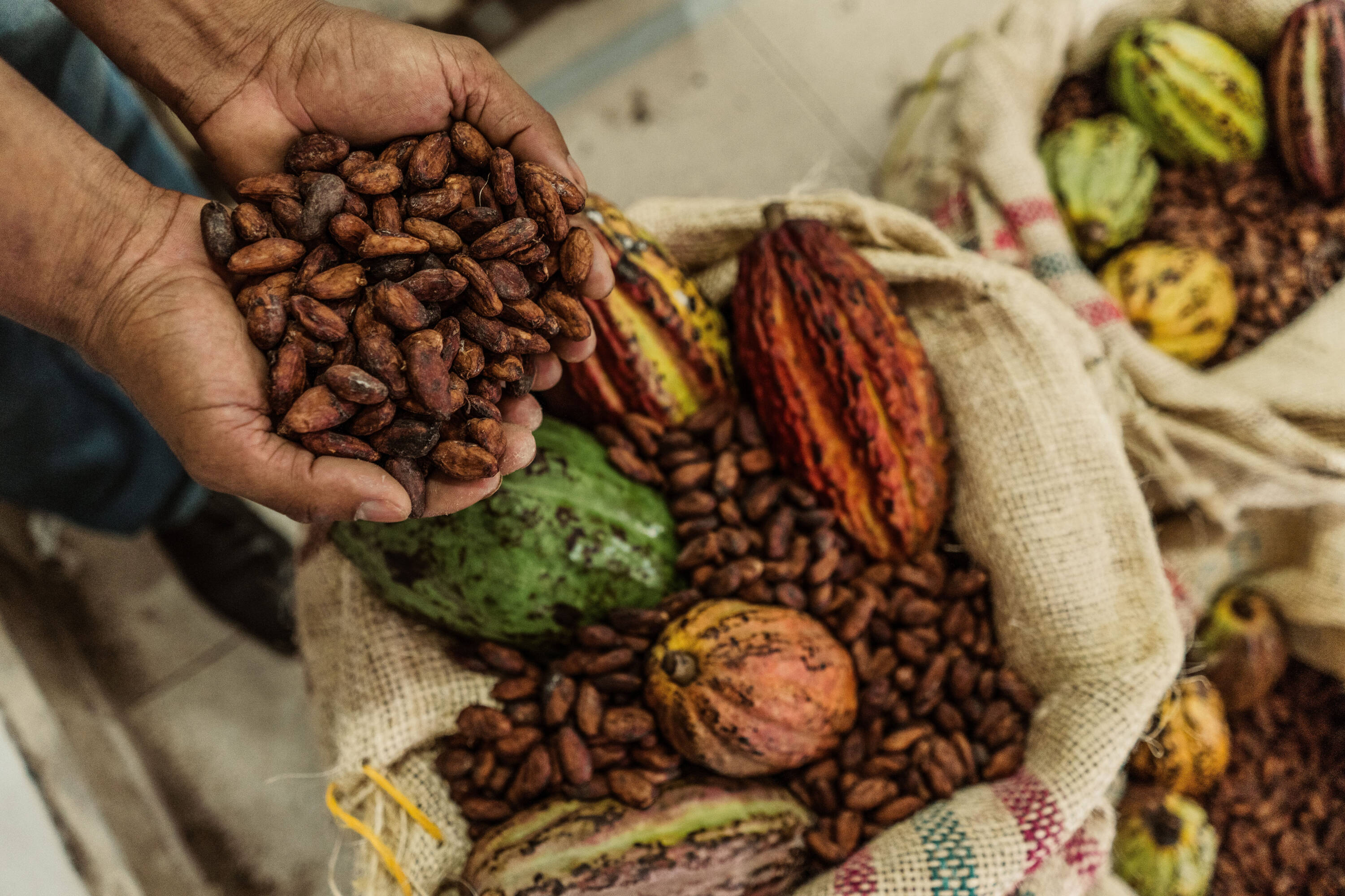Chocolate:¿Sabía que fue considerado un alimento sagrado por los ...