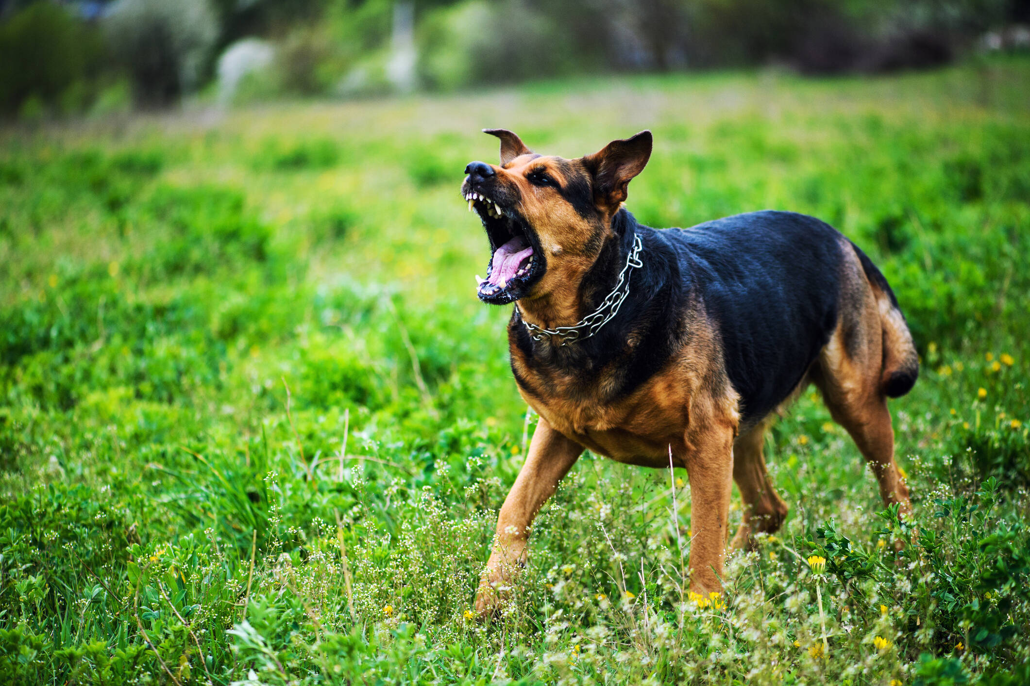 Rabia: ¿qué ocurre si un perro infectado muerde a un ser humano?