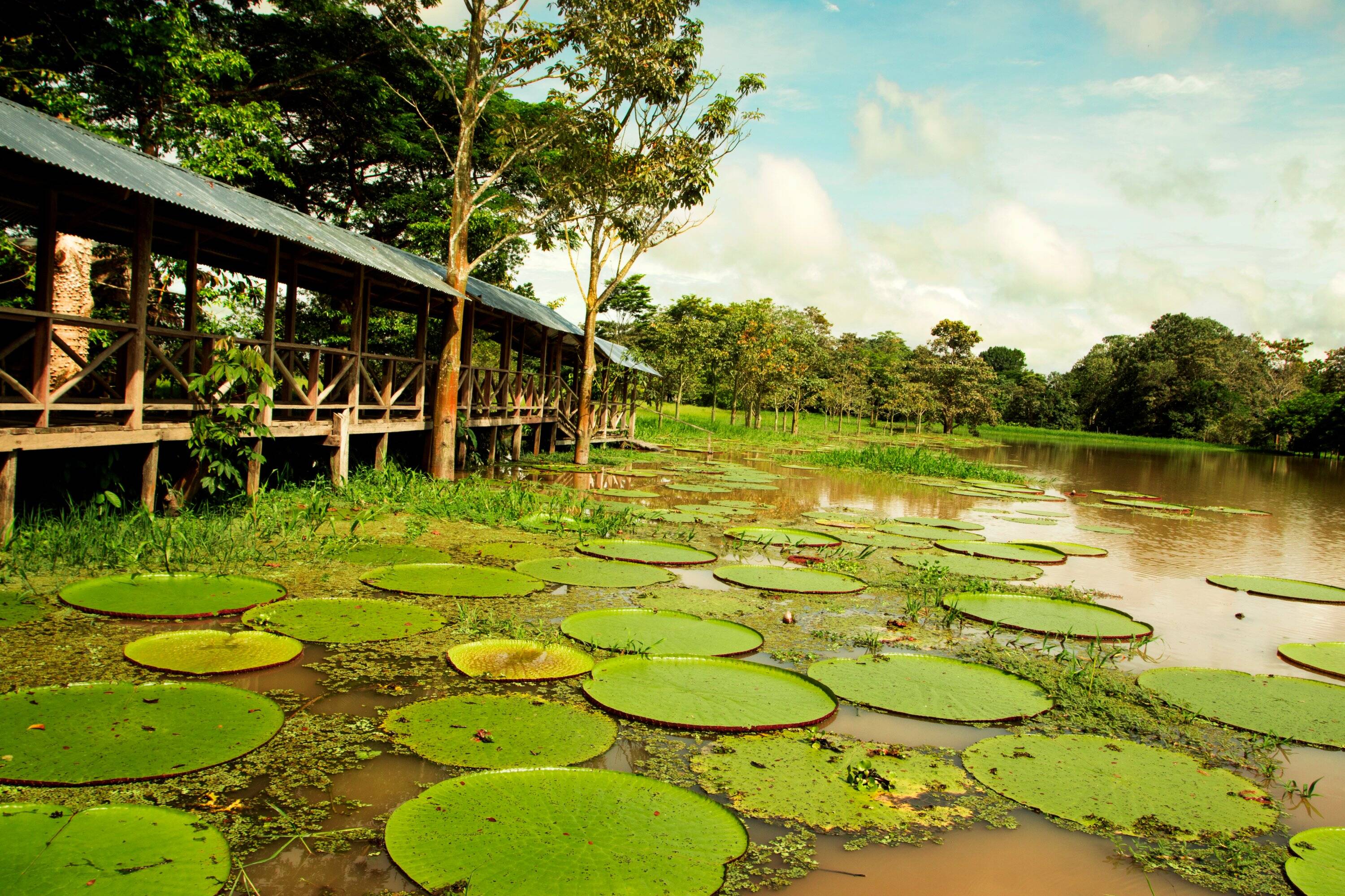 10 datos curiosos sobre el Amazonas que deberías conocer antes de visitarlo
