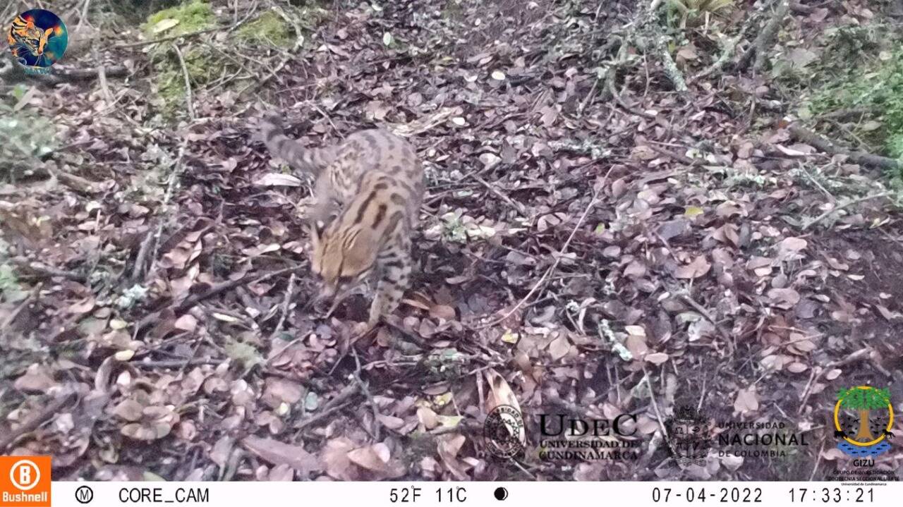 Tigrillo lanudo: el desconocido felino que estudian en Colombia