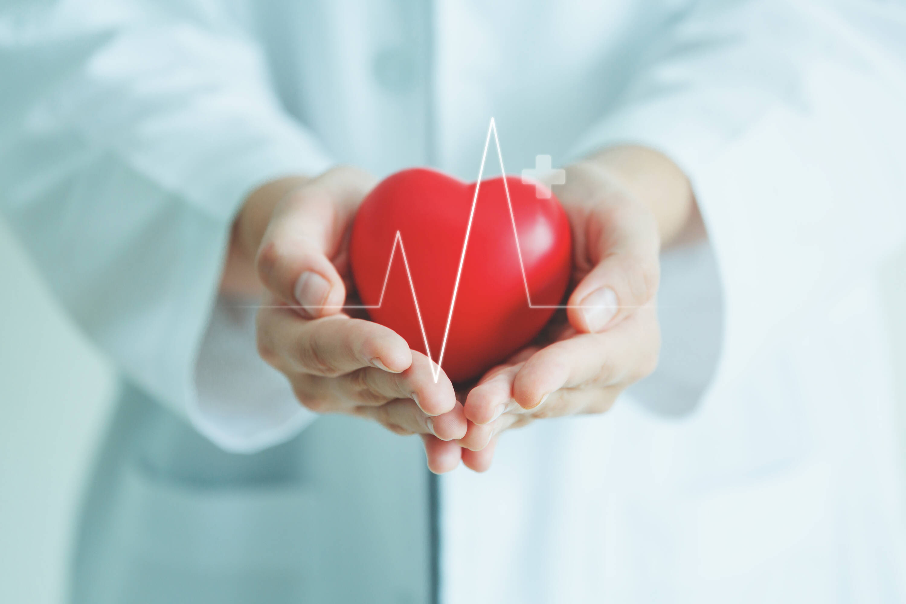 Corazón: Dónde se localiza y cómo funciona en el cuerpo humano