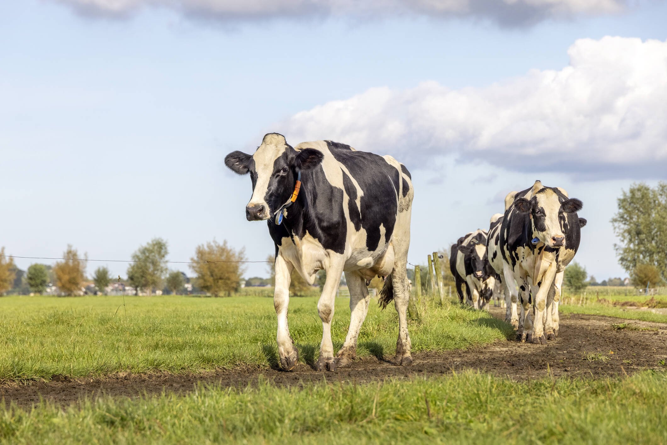 ¿De qué se trata la enfermedad de las vacas locas?, estos son los síntomas