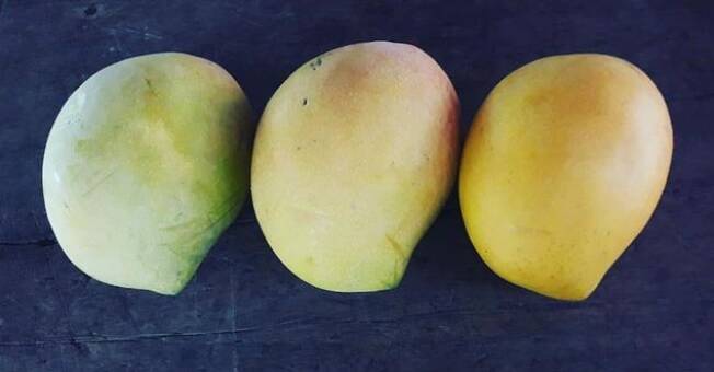 El mango: la tarea pendiente de la cocina colombiana