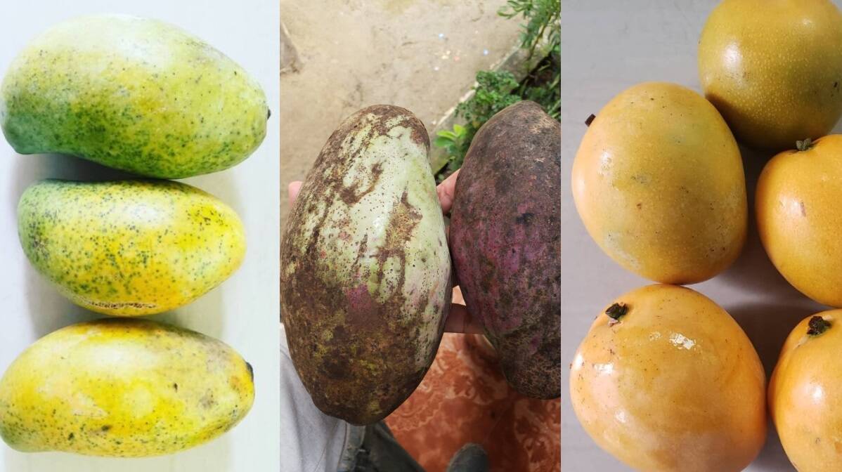 El mango: la tarea pendiente de la cocina colombiana