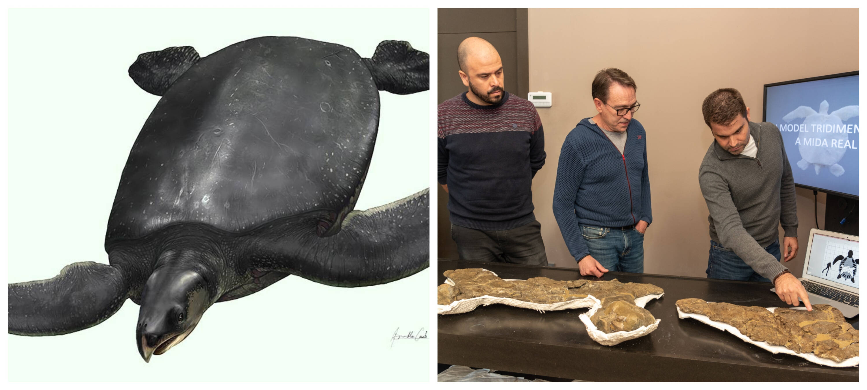 ¡Impresionante! hallan el fósil de una mega tortuga del tamaño de un carro