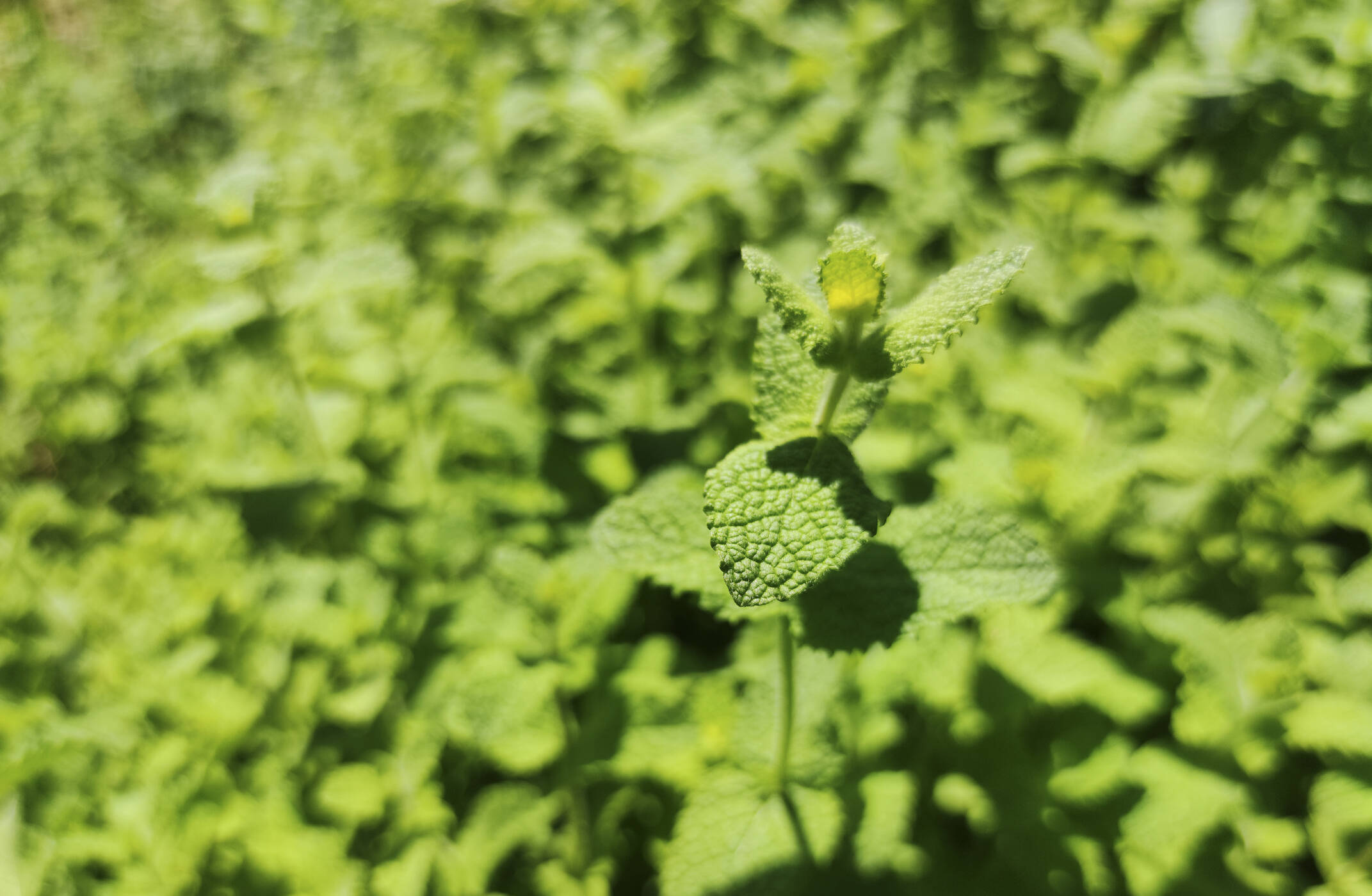 ¿Qué es el poleo y que beneficio tiene para la salud?