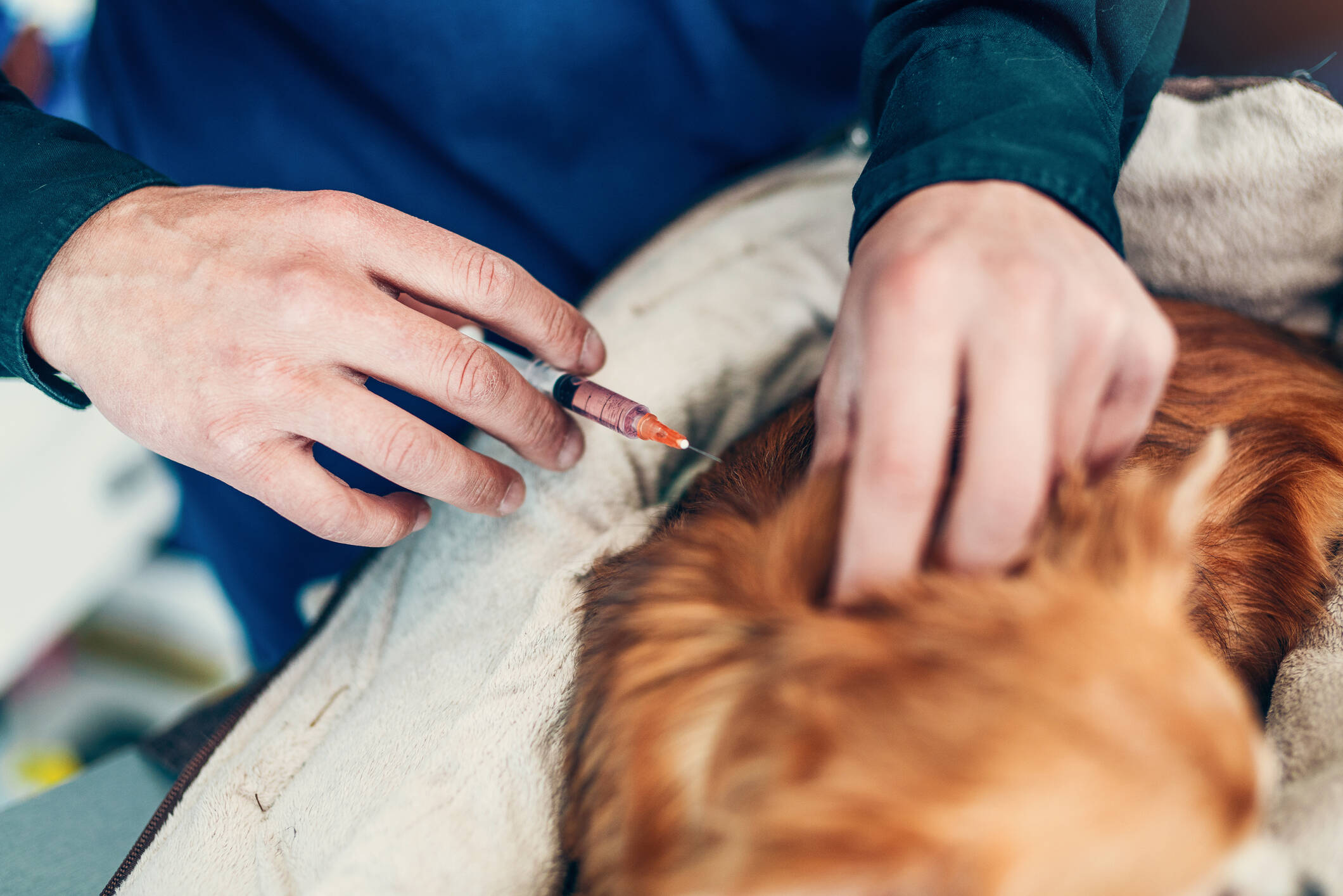 Eutanasia: ¿en qué momento es necesario aplicarla a su perro?