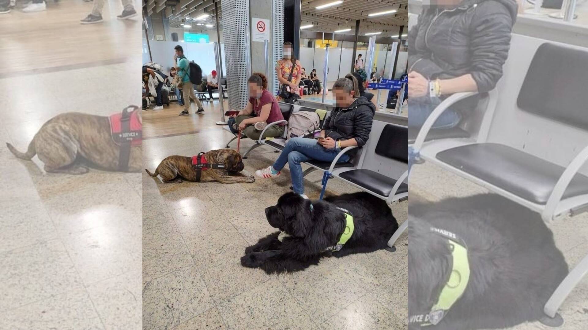 Avianca responde por polémica de presencia de 25 perros durante vuelo