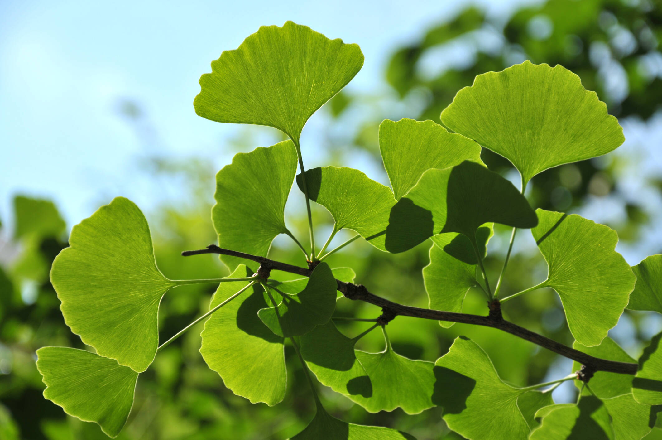 Ginkgo Biloba: ¿qué es y para qué sirve?