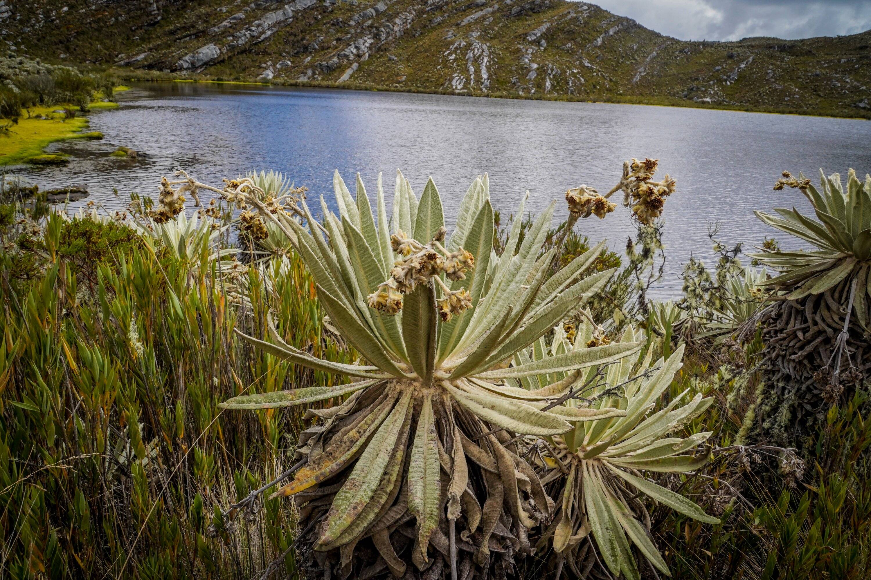 Chingaza: cómo llegar y recorrer el parque natural