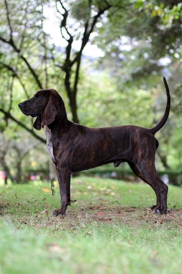 Razas de perros: sabueso fino, la única raza originaria de Colombia
