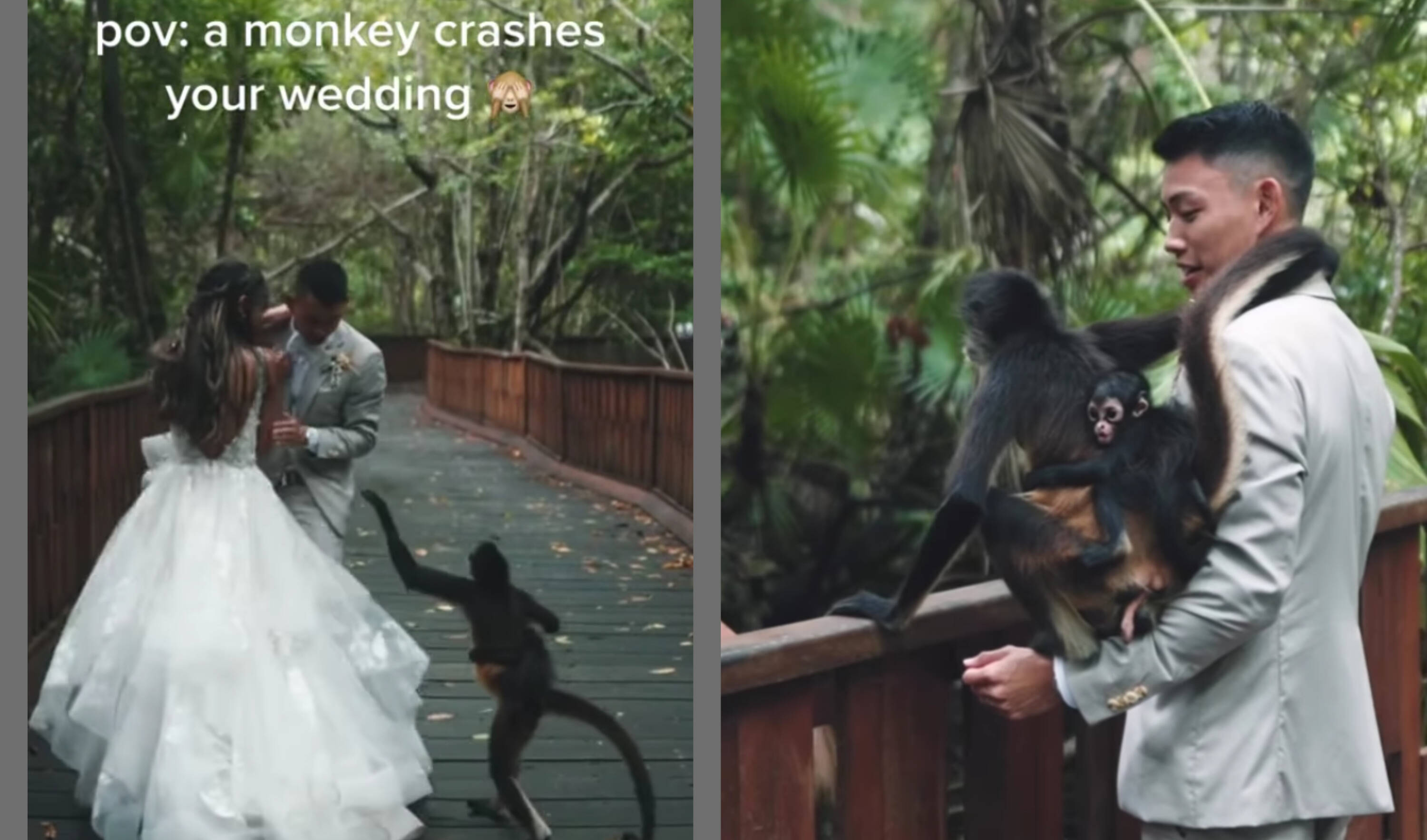 Video: mono se cuela en una sesión de fotos de boda y posa con los novios