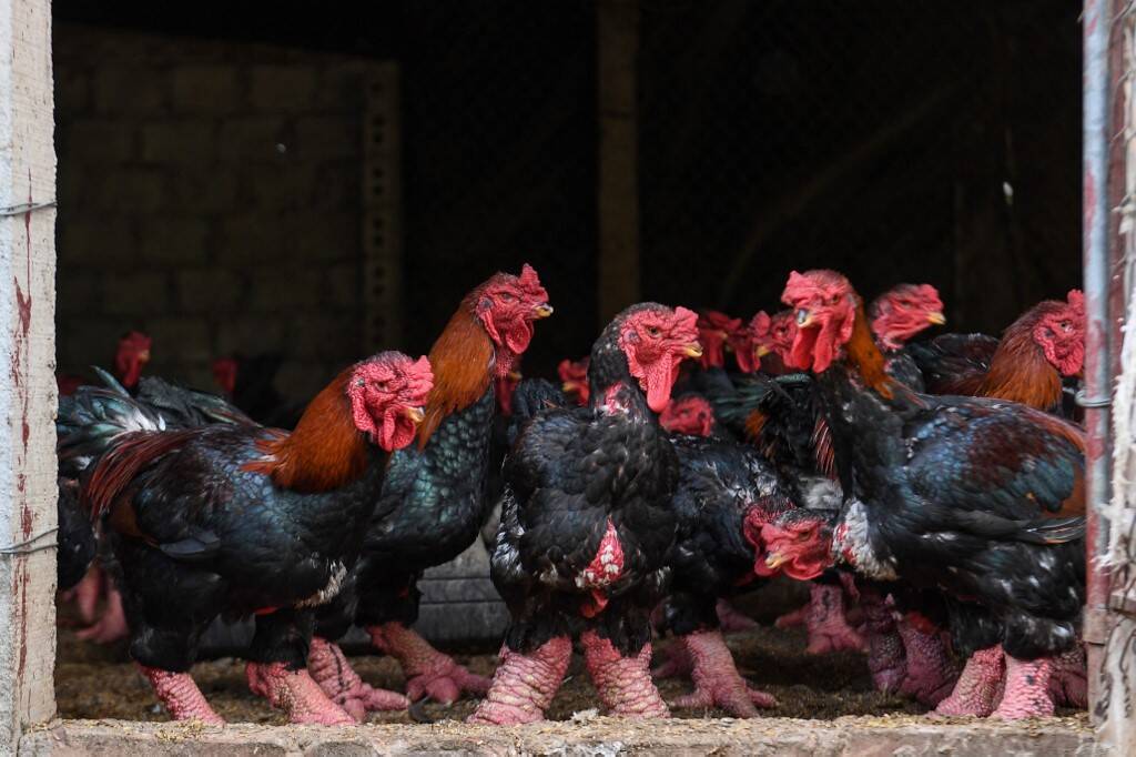 Pollo de dragón: así son sus patas que cuestan una millonada en Vietnam