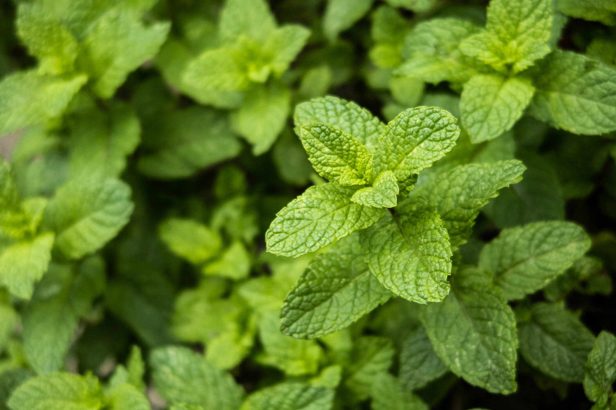 Planta de menta: ¿cuáles son sus propiedades y para qué sirve?