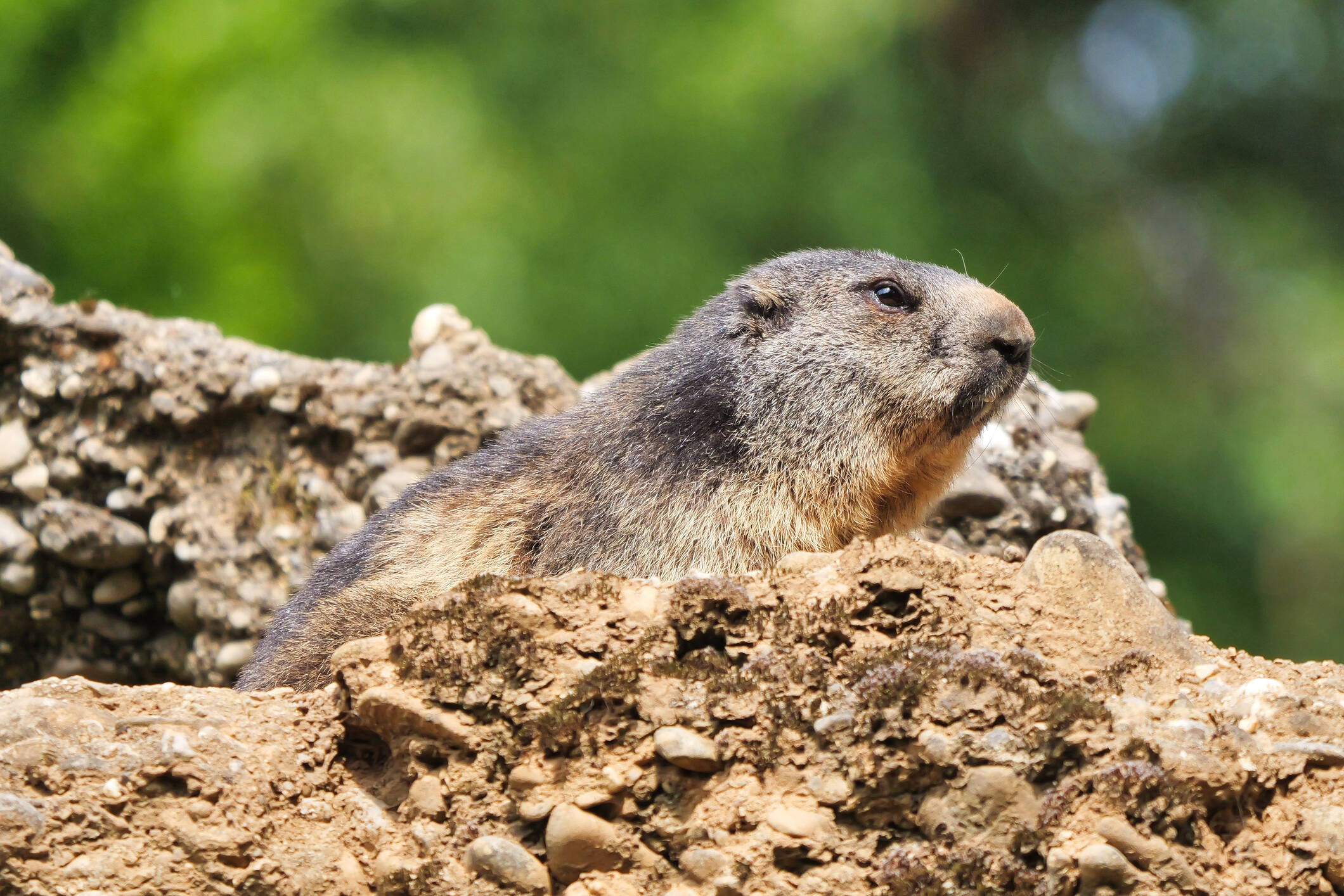 Día de la Marmota: desde cuándo y por qué se celebra
