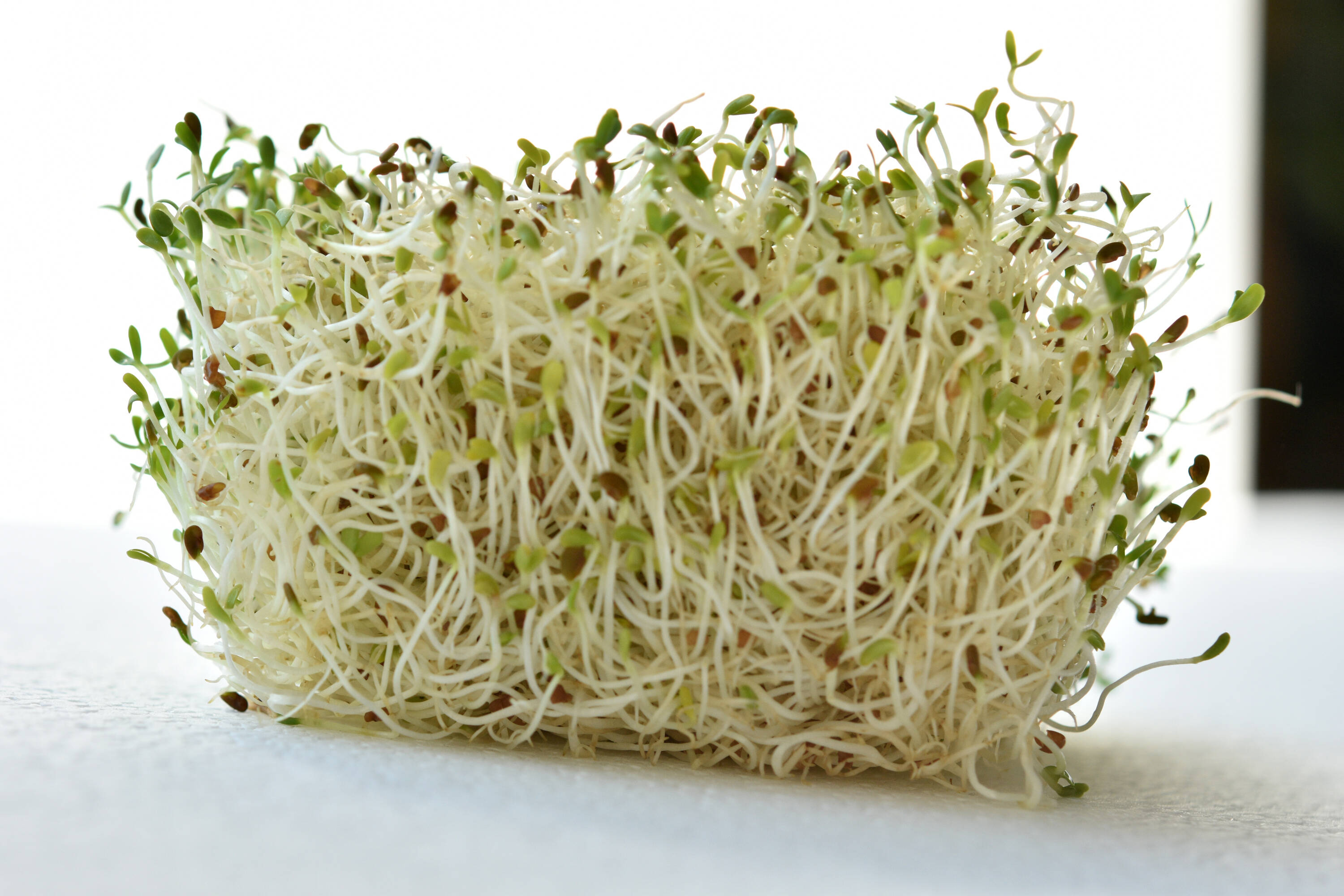 ¿Qué es la alfalfa y cuáles son sus beneficios?